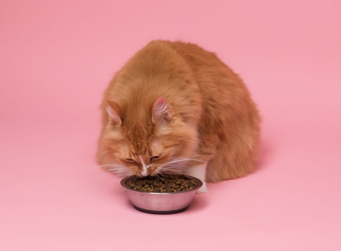 Cat BMI Calculator - MiniMe Pet - Social App for Pets