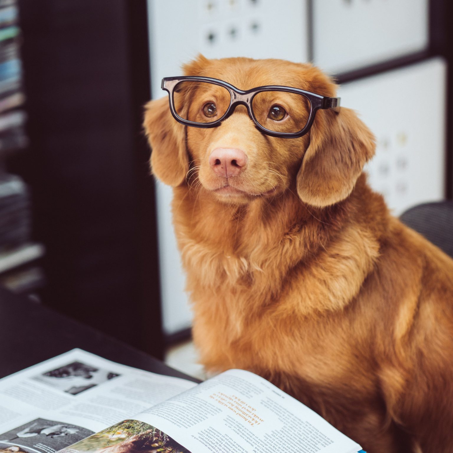 Cat BMI Calculator - MiniMe Pet - Social App for Pets