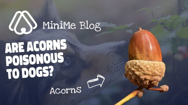 Are Acorns Poisonous to Dogs? - MiniMe Pet - Social App for Pets